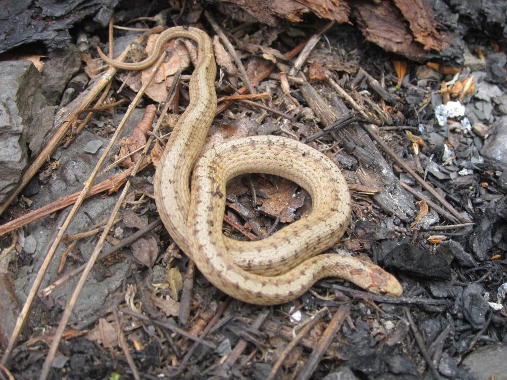Brown Snake_small - KEPO