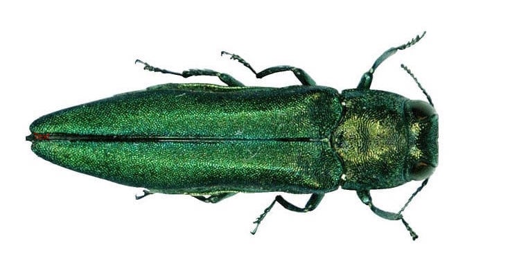 Emerald Ash Borer - KEPO